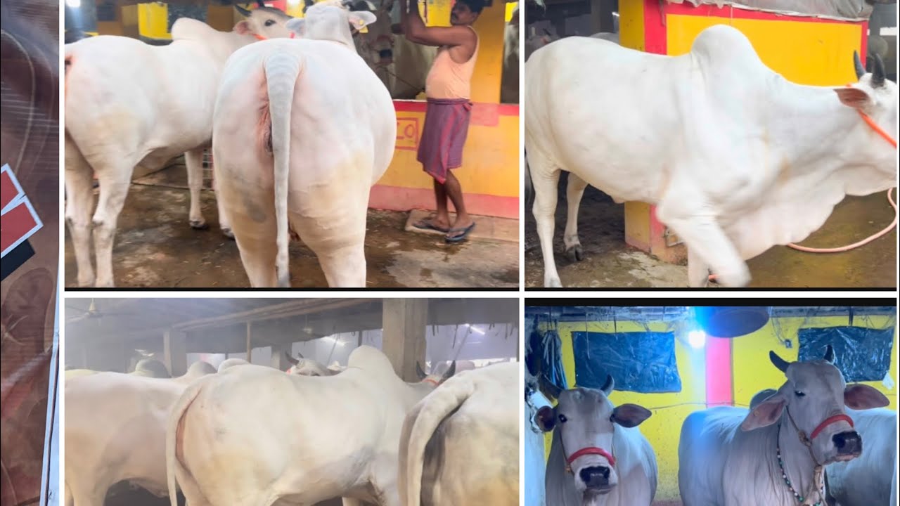 MOST BEAUTIFUL & AGGRESSIVE COW COLLECTION 2025 || GOLBARI COW COLLECTION 2025 || KOLKATA COW ...
