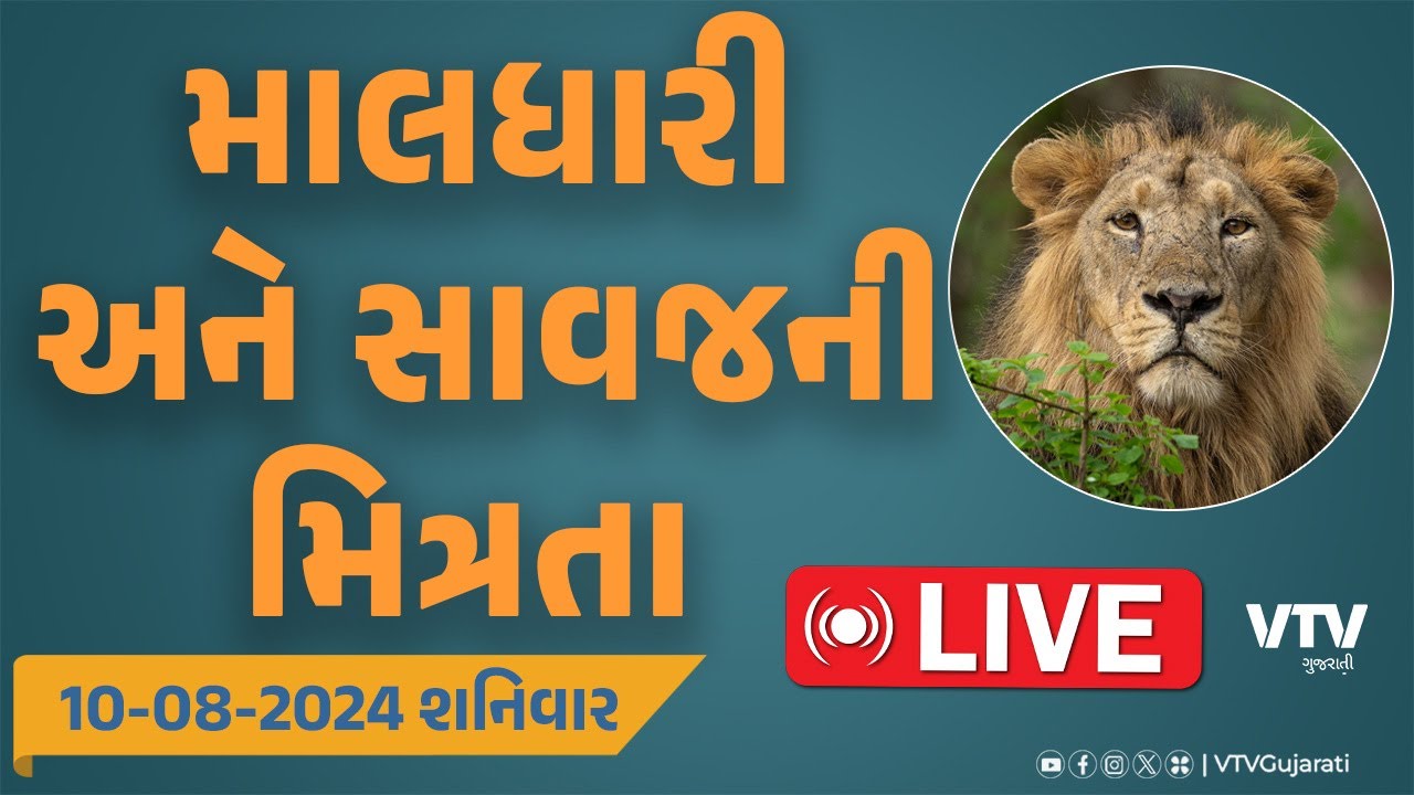 World Lion Day: માલધારી અને સાવજની એક અનોખી મિત્રતા, ગીરના જંગલમાં બંને ...