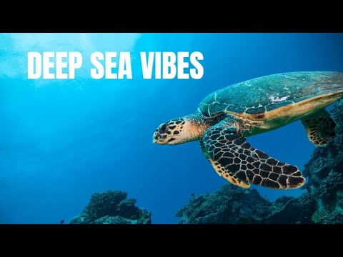 30 Minutes of Deep Sea Vibes #vibewars - YouTube