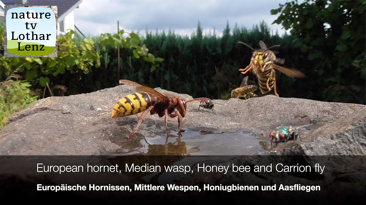 European hornet, Median wasp, Honeybees and carrion flys. - YouTube