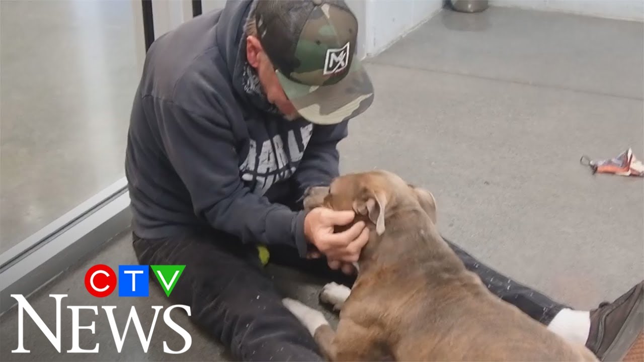 Dog owner finds his pet after six months of searching - YouTube