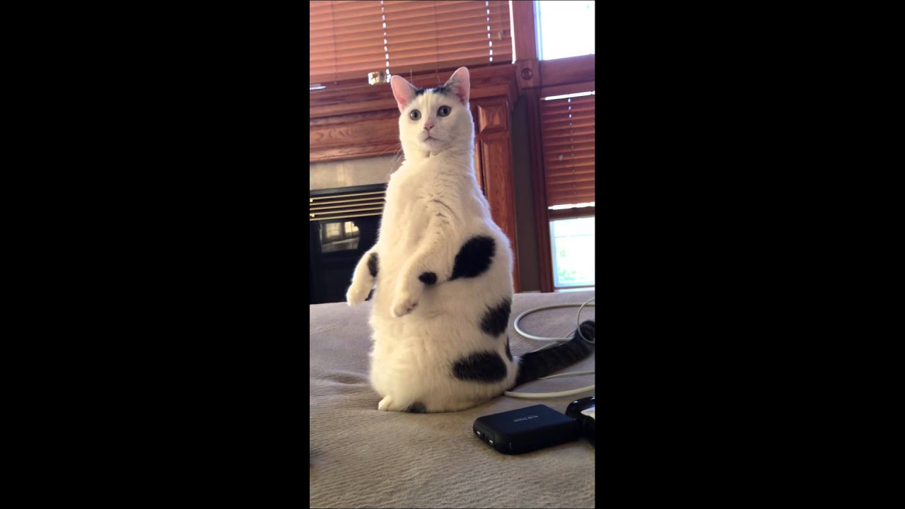 Cat standing on two feet - YouTube
