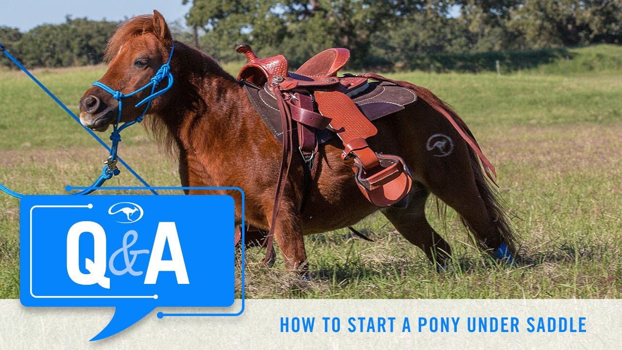 Q&A With Clinton Anderson: Starting a Pony Under Saddle - YouTube