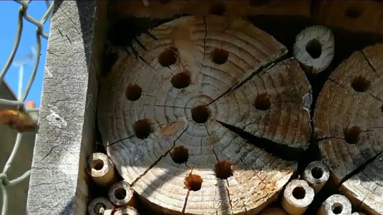 Tube Web Spider (Segestria Florentina) tries to catch bee - YouTube