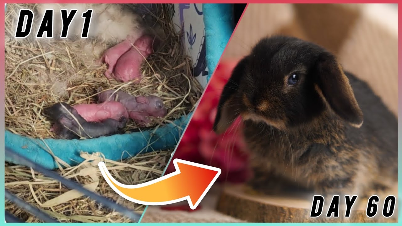 Rabbit TimeLapse Growth from day 1 to day 60! - YouTube