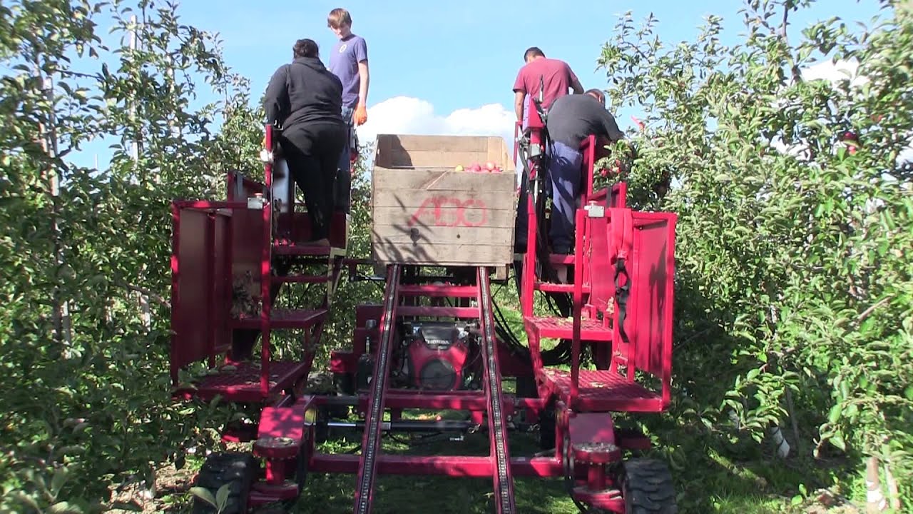 Fruit Harvesting Platform - In Use - YouTube