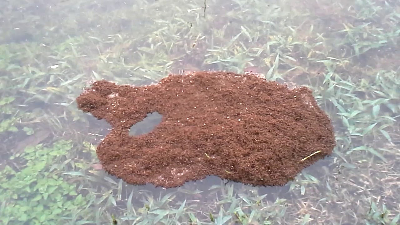 Hurricane Harvey Fire Ant Raft - YouTube