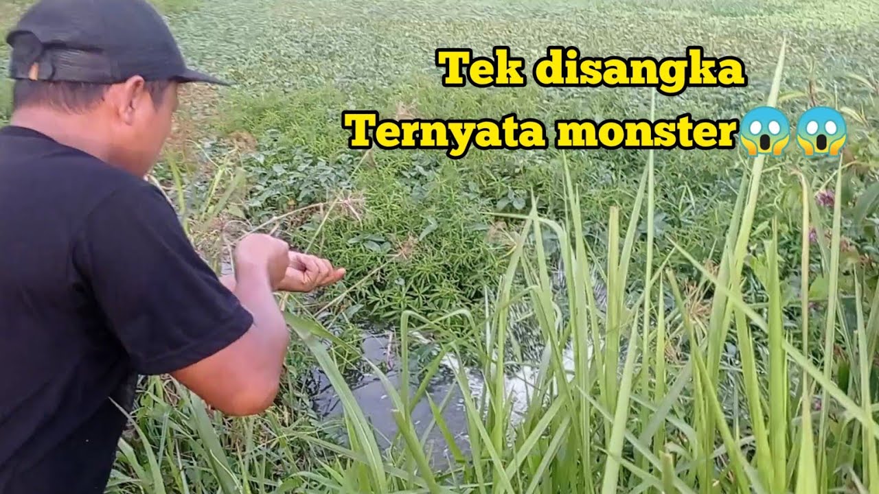 tak disangka ternyata monster😱😱 mancing rawa folder sangatta - YouTube