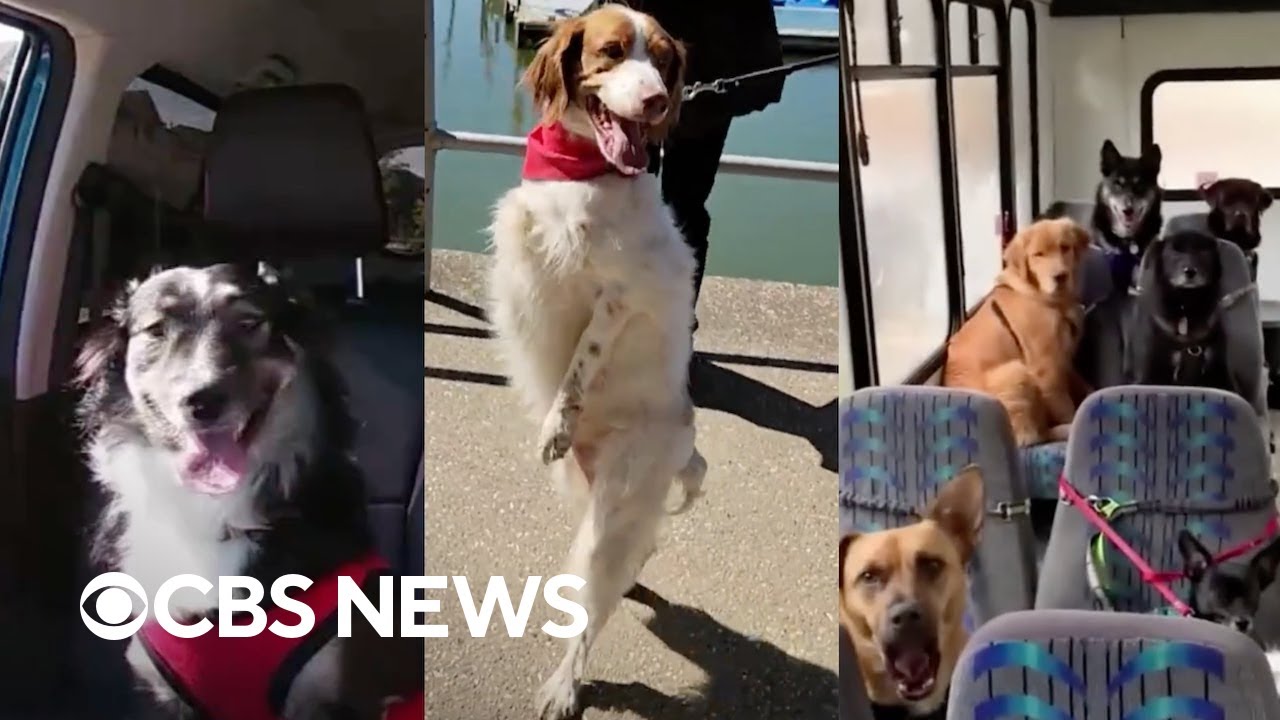 10 unbelievable stories about dogs that will surprise and inspire you ...