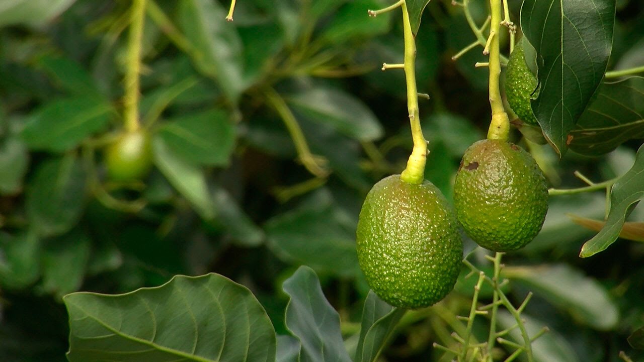 The Avocado, a Crop with a Taste of Tradition - TvAgro por Juan Gonzalo ...