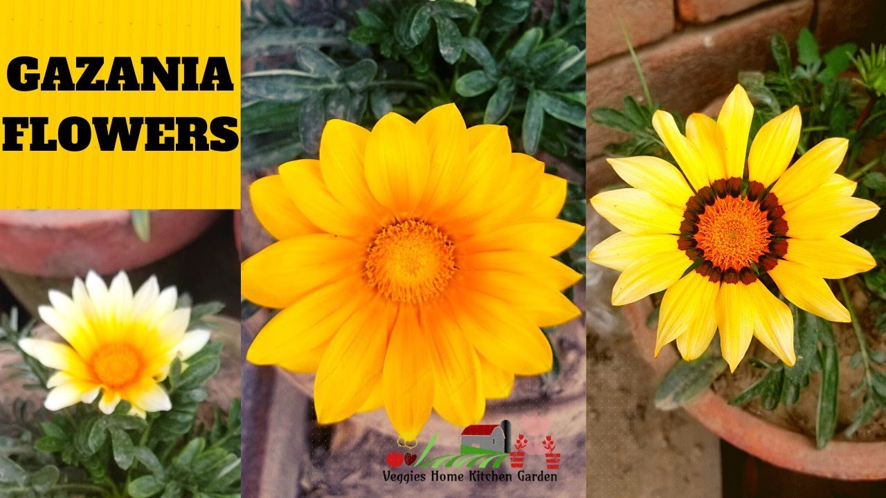 #Gazania flowers blooms in spring with summer tips at Asim Rooftop ...