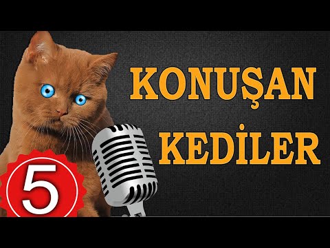 Konuşan Kediler 5 - En Komik, En Şirin, En Tatlı Kedi Videoları ile Miyav Miyav Konuşan Kediler