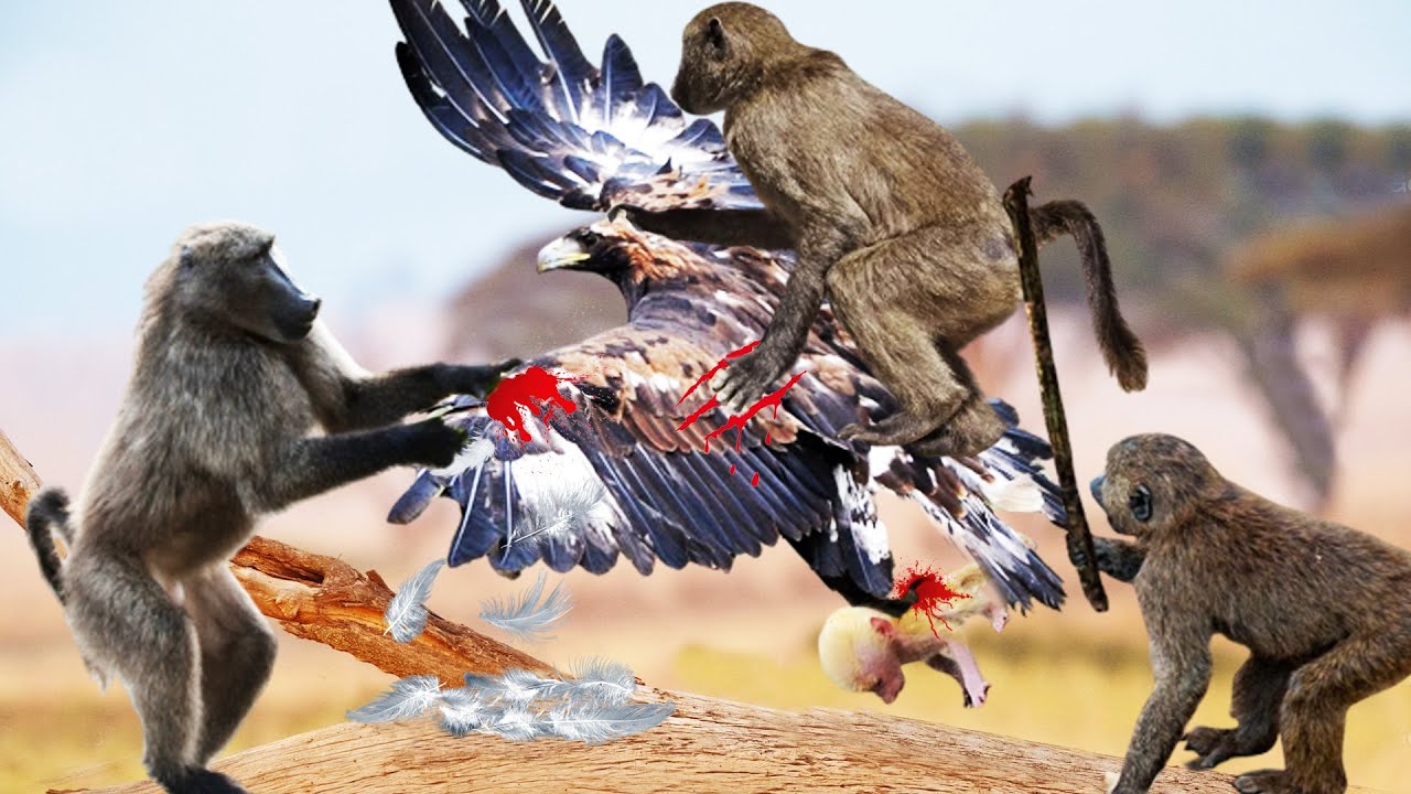 Terrible!!! The Innocent Giant Eagle Catches Baby Baboon Chased By ...