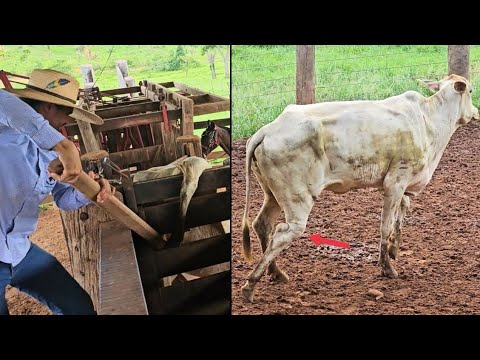 VACA PULOU O TRONCO E QUEBROU A PERNA😰 - YouTube