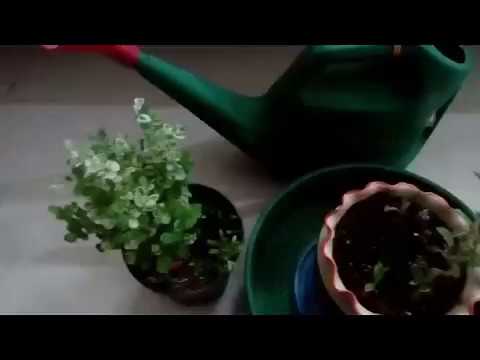 Hawaiian snow bush/breynia nivosa propagation - YouTube