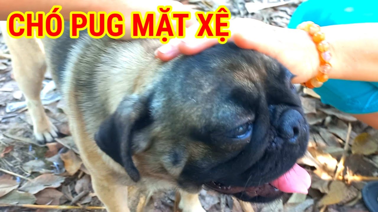 Chó Pug mặt xệ 🐈 thú cưng dễ thương | du lịch khám phá đó đây - thế ...