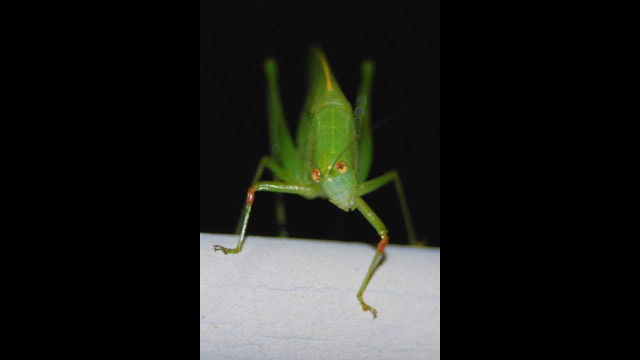 Insects of Okinawa No.1 - YouTube