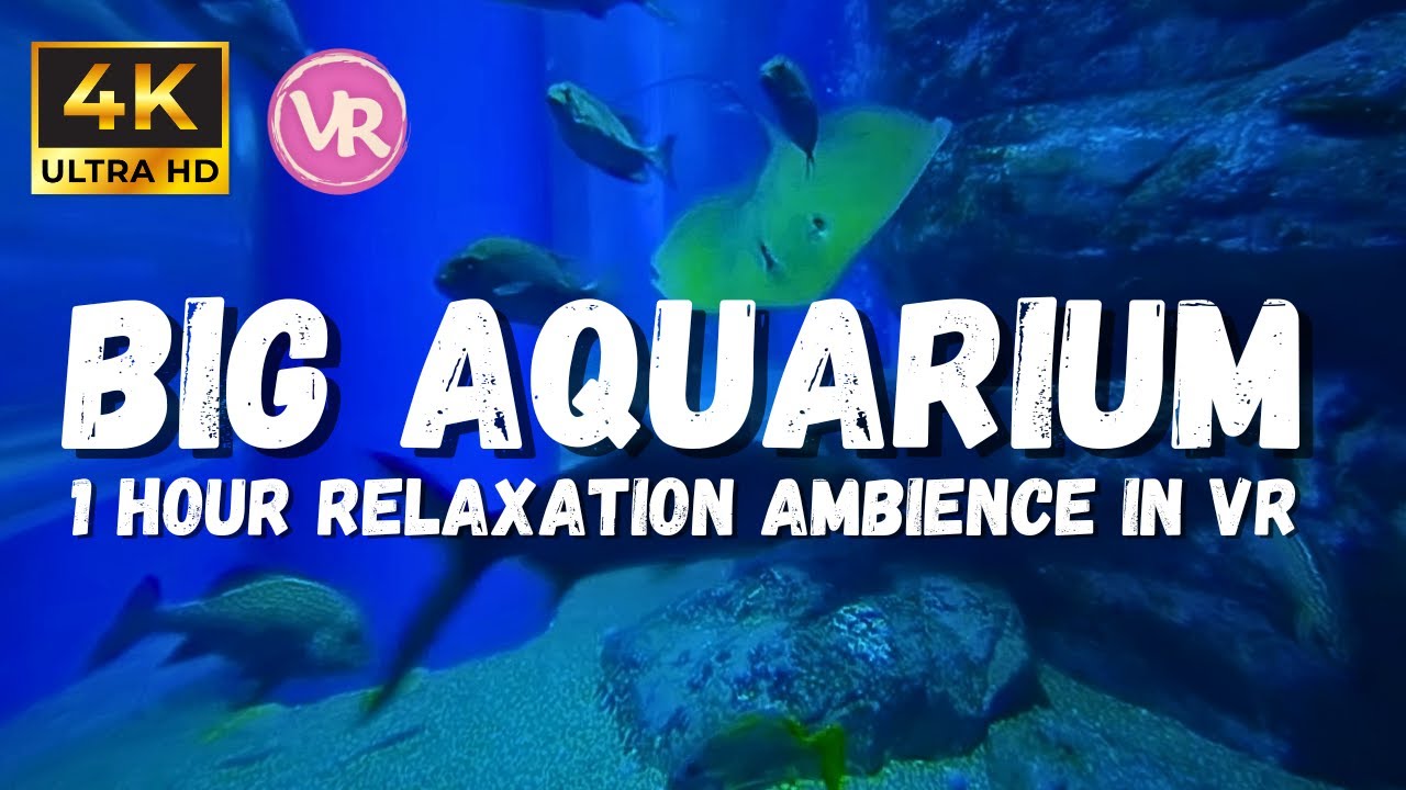 Underwater Ambience ASMR: Dive Into The Mesmerizing World Of A Stunning ...