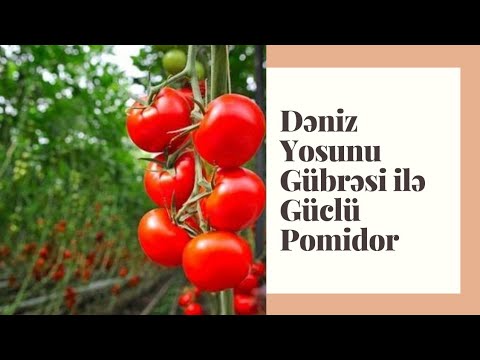 Pomidorlar üçün Dəniz Yosunu Gübrəsi – Təbii Gücləndirici!