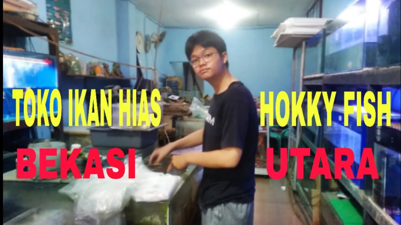 TOKO IKAN HIAS || HOKKY FISH || BEKASI UTARA - YouTube