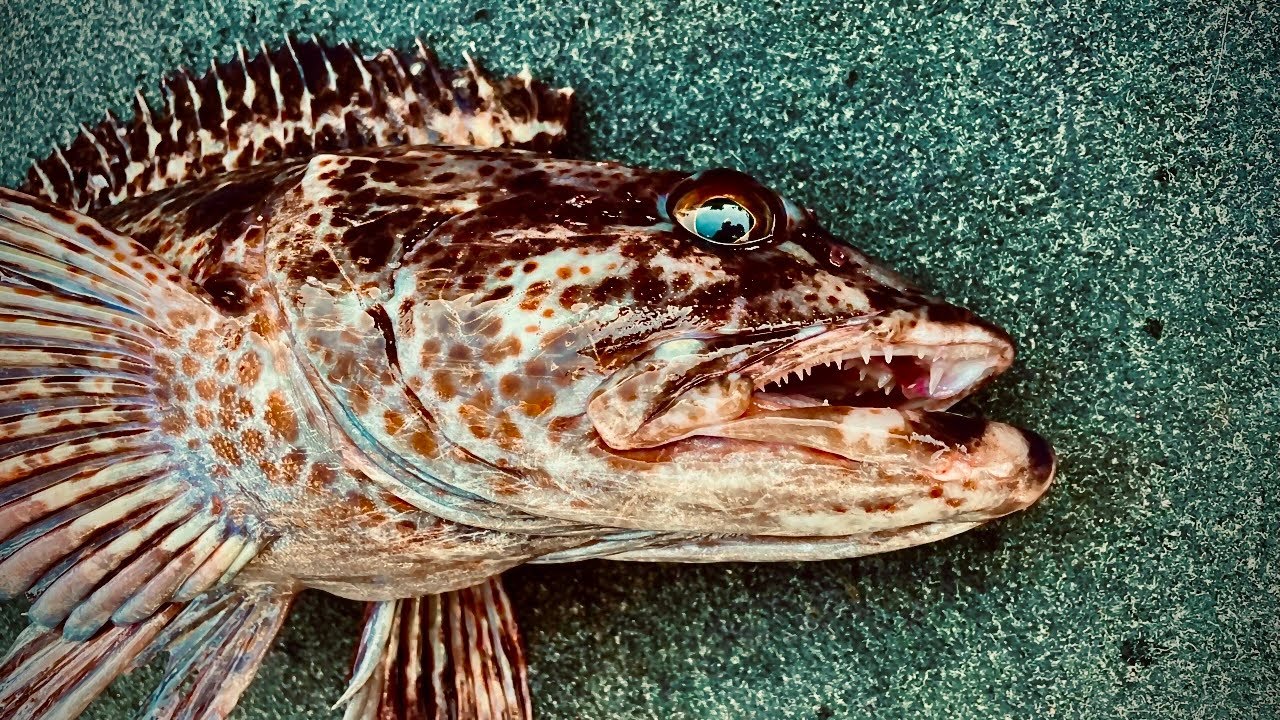 Puget Sound Spring Lingcod Fishing - YouTube