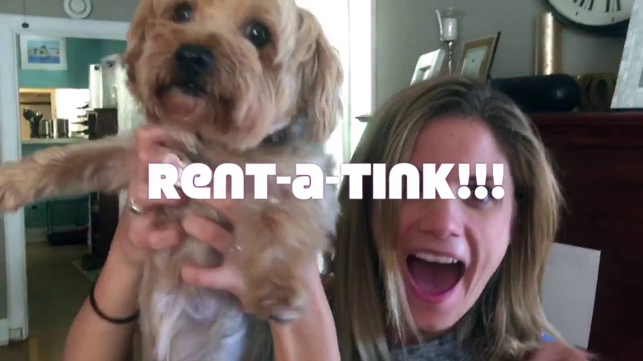 Rent-a-Tink Dog sharing - YouTube