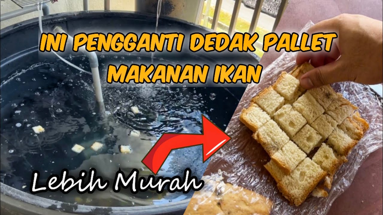 Selain Dedak Pallet ini lah makanan Ikan Keli saya | Ternak Ikan Dalam ...