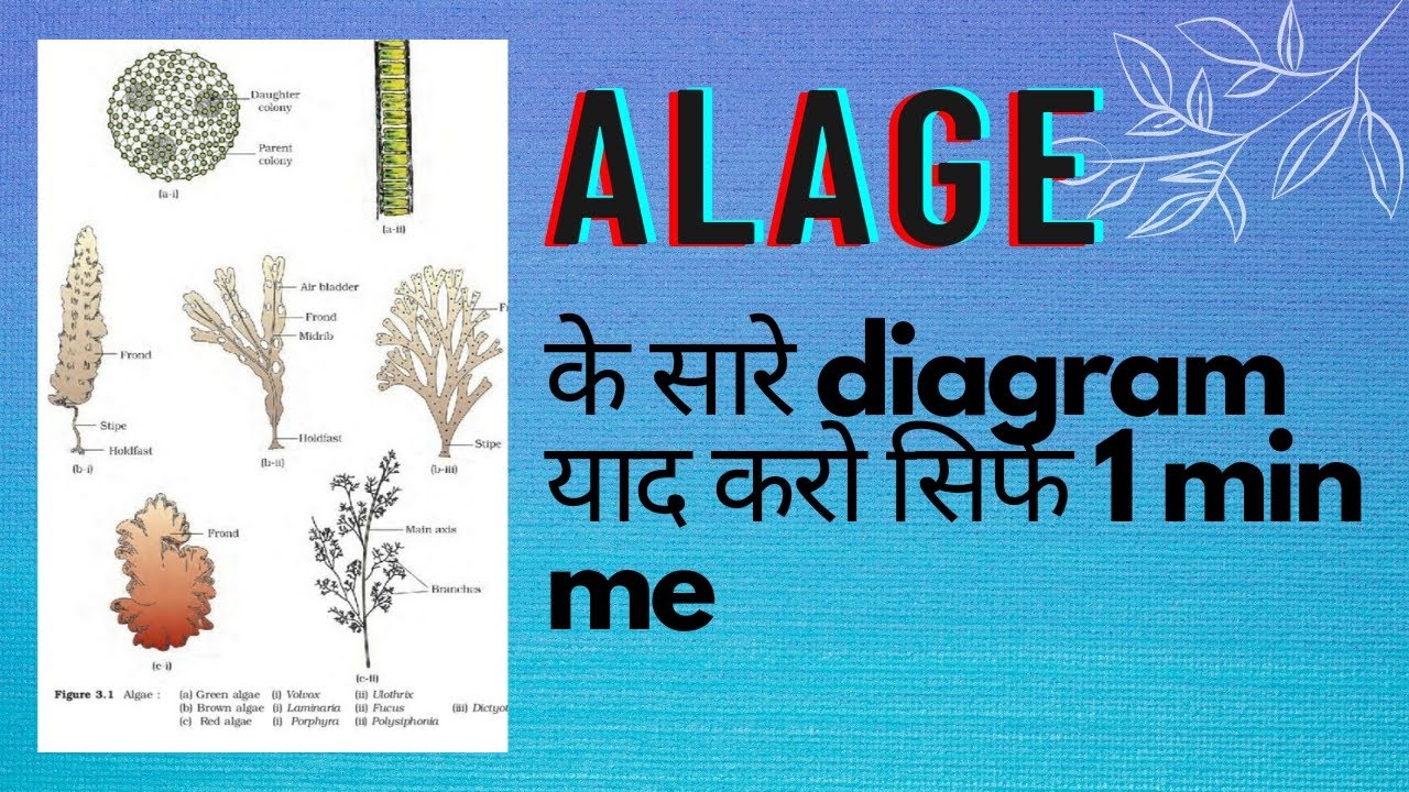 Alage diagrams trick - YouTube