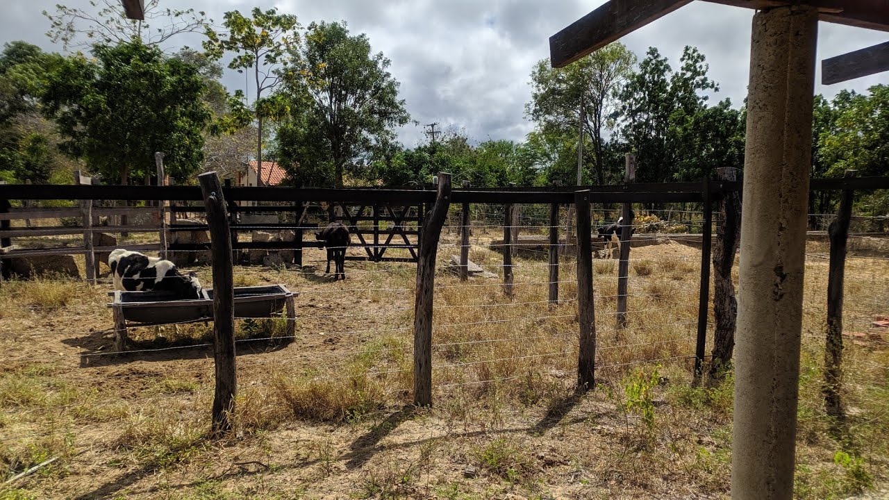 Mostra as bezerras que comprei // logo mais tem vídeo especial - YouTube