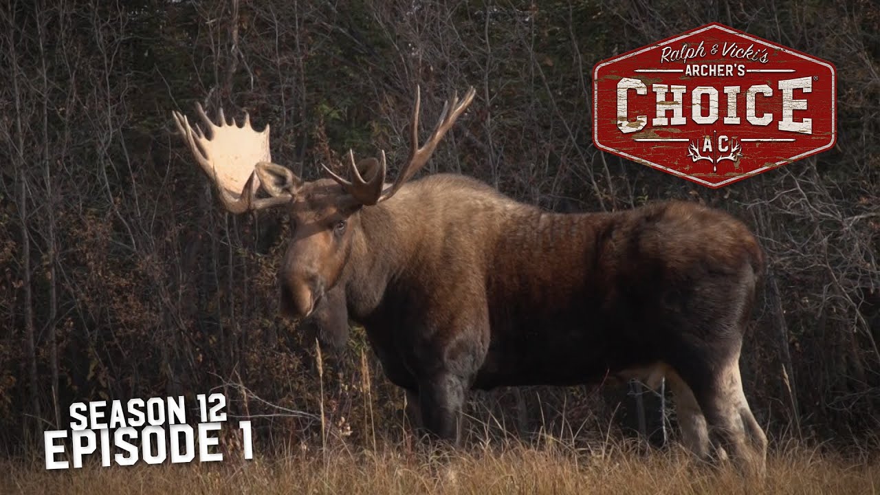 MOOSE MANIA IN THE YUKON - Archer’s Choice (Full Episode) // S12 ...