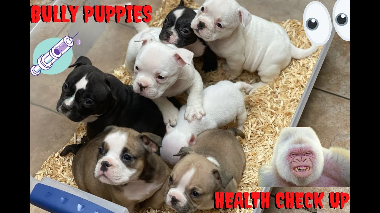 Bully Puppies 6 Week Old *Health Check Up* - YouTube