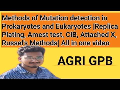 Genetics-41: Methods of mutation detection || Replica plating, Amest ...