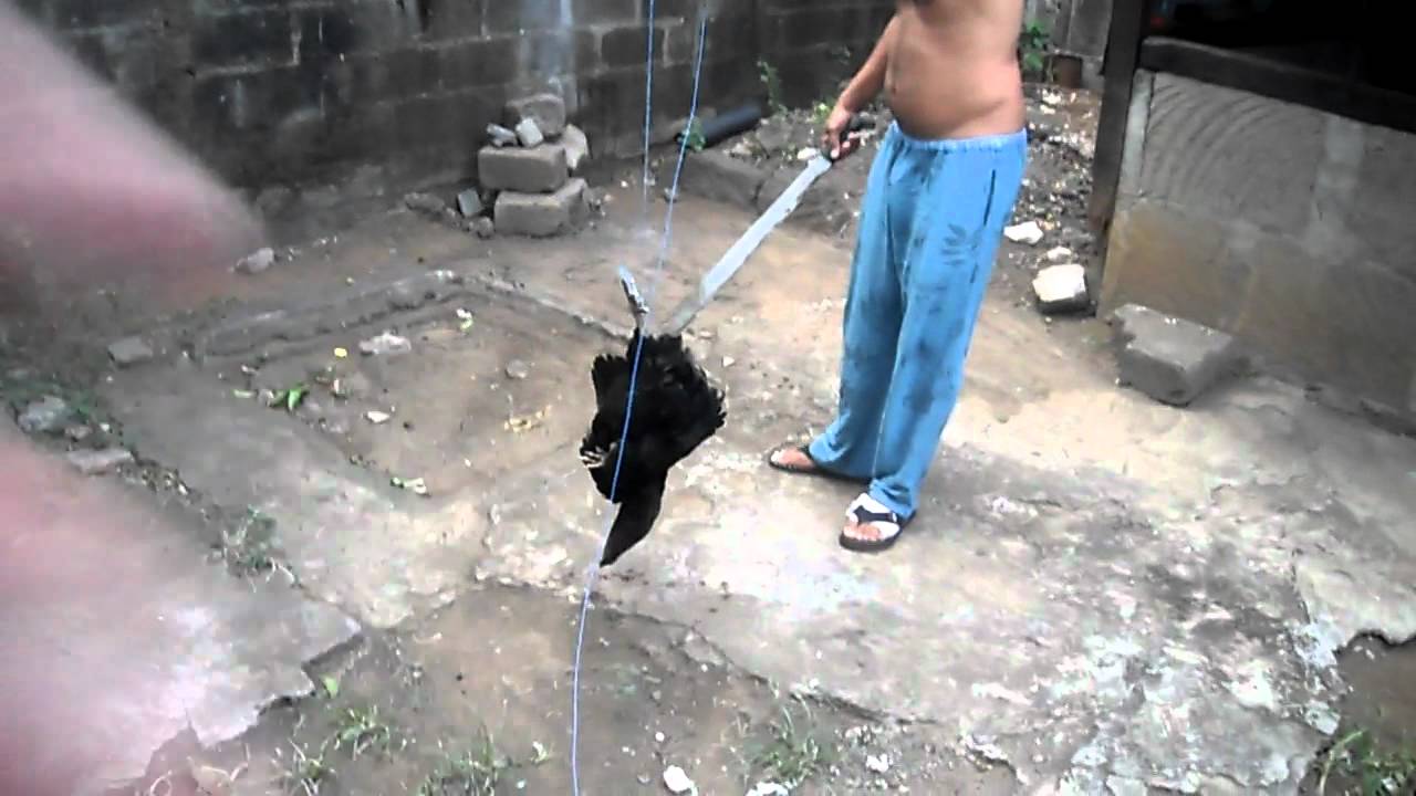 la muerte de una gallina - YouTube