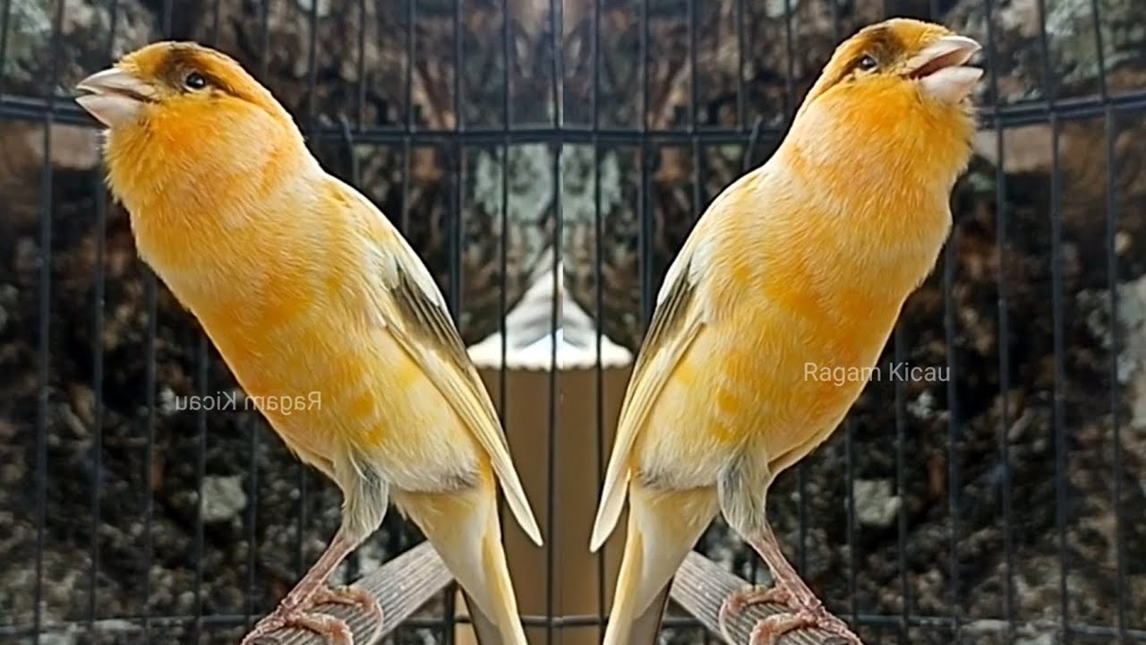 Your canary will enjoy the song, training the young canary - YouTube