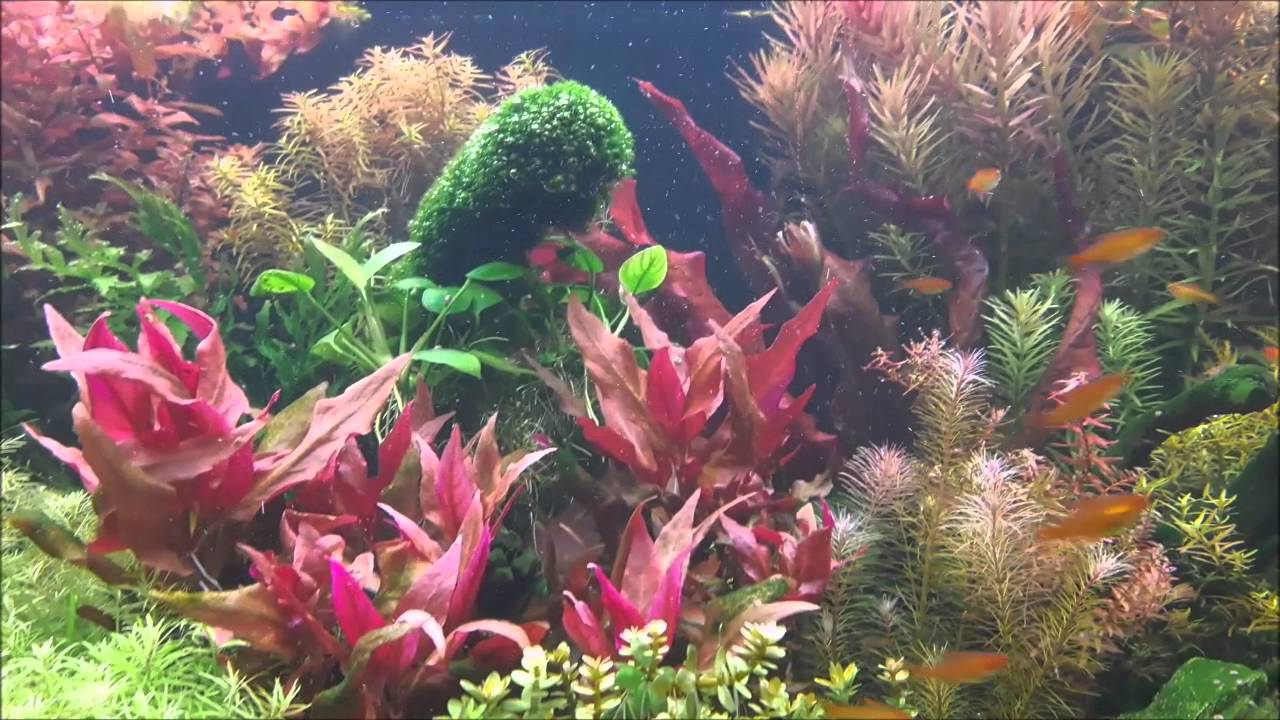 Colorful Forest * * * Dutch style freshwater planted tank 900 l ...