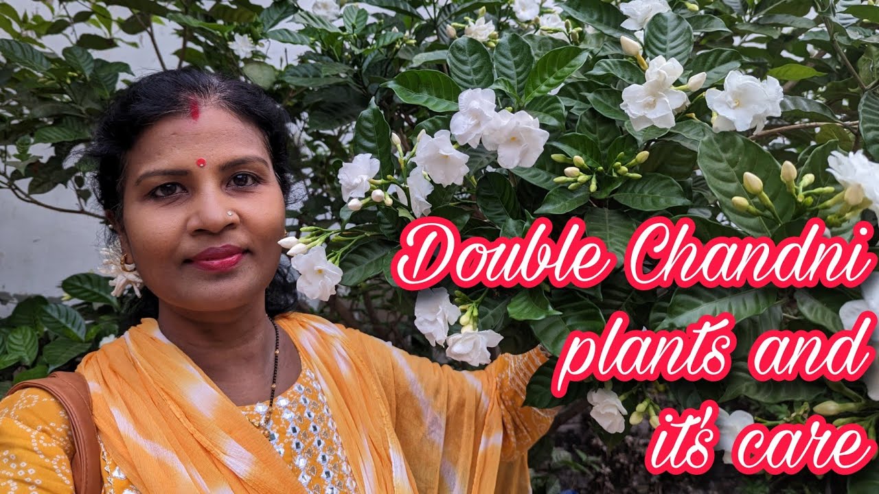 Double Chandni plants and it's care in Summer 🌞 - YouTube