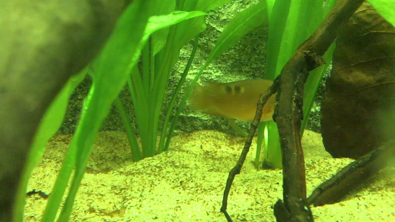 Pristella maxillaris und Cleithacara maronii - YouTube