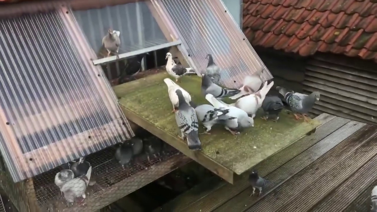 Belgian Racing Pigeons : 2019 Young Birds Outside For The First Time ...