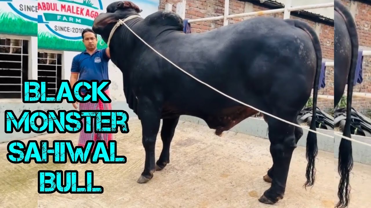 Biggest Black Sahiwal Bull Of Bangladesh Live Display At Abdul Malek ...