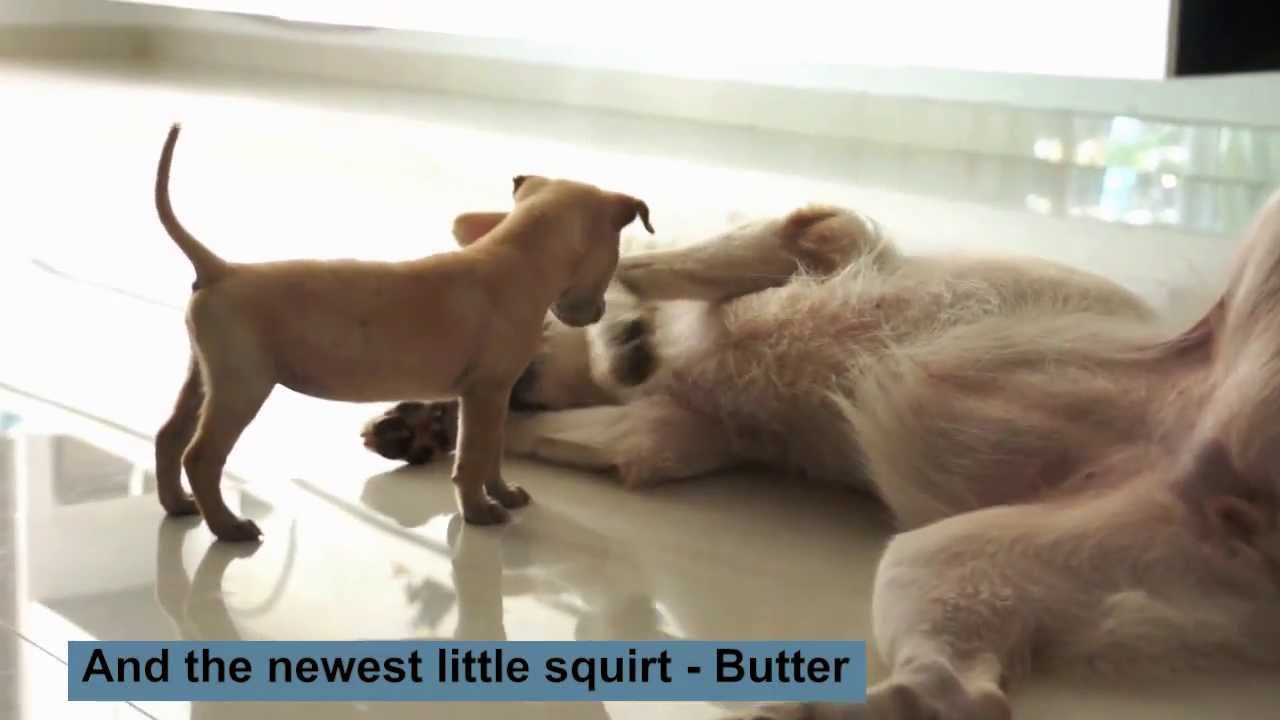 SOSD Puppy Attack! - Cutest Puppies In Action - YouTube