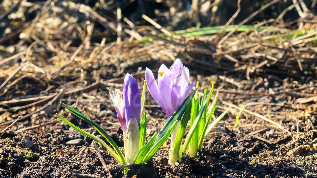 Crocuses grow in the spring. Time Lapse. 4K - YouTube