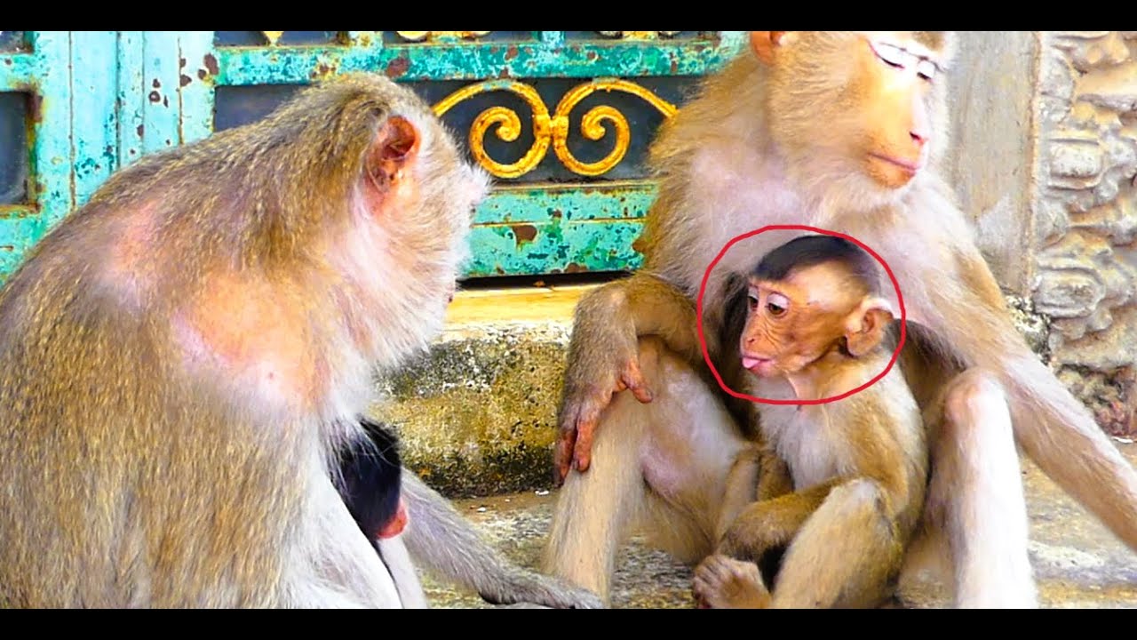 Baby Monkey So Friendly, Actins Baby's Monkey Both say hello for ...