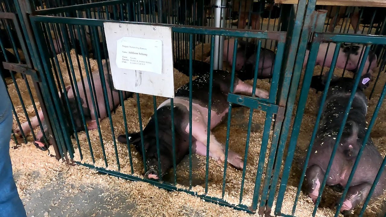 The Fulton County Fair: Wauseon, Ohio. The Nicest Fair I've Ever ...
