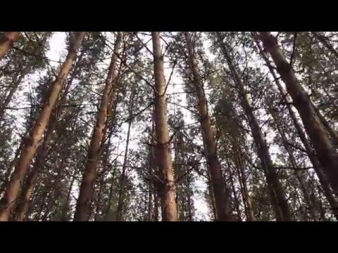 сосны от ветра трещат и стучат