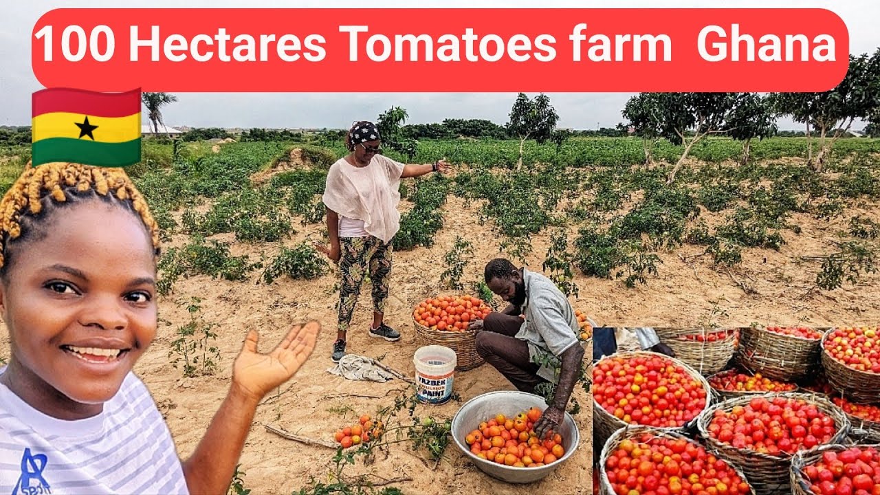 Millionaire Tomatoes farmer From UK to Ghana. She left London behind ...