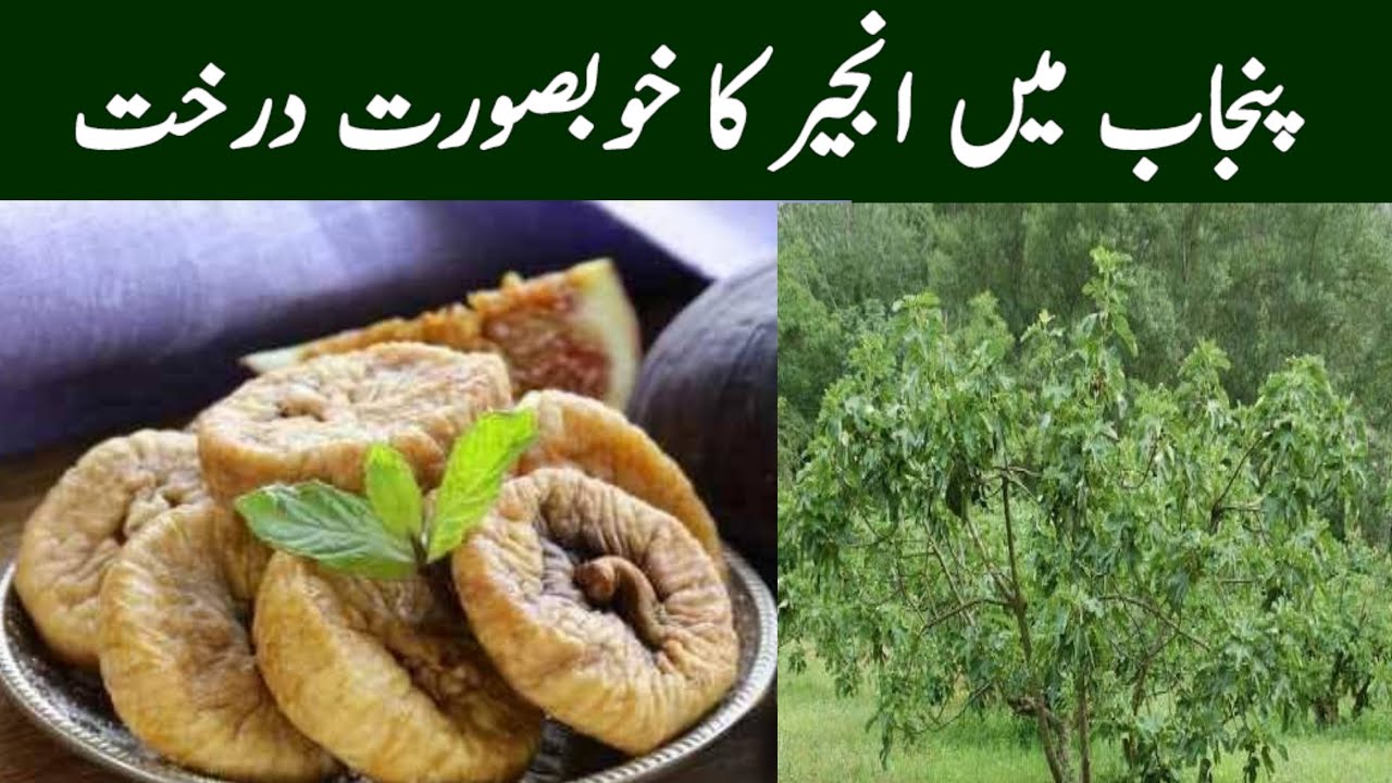 anjeer tree in pakistan | anjeer ka drakht chakwal main | anjeer ...