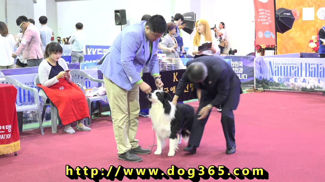 2016.08.14 KKF DOG SHOW-Border Collie - YouTube