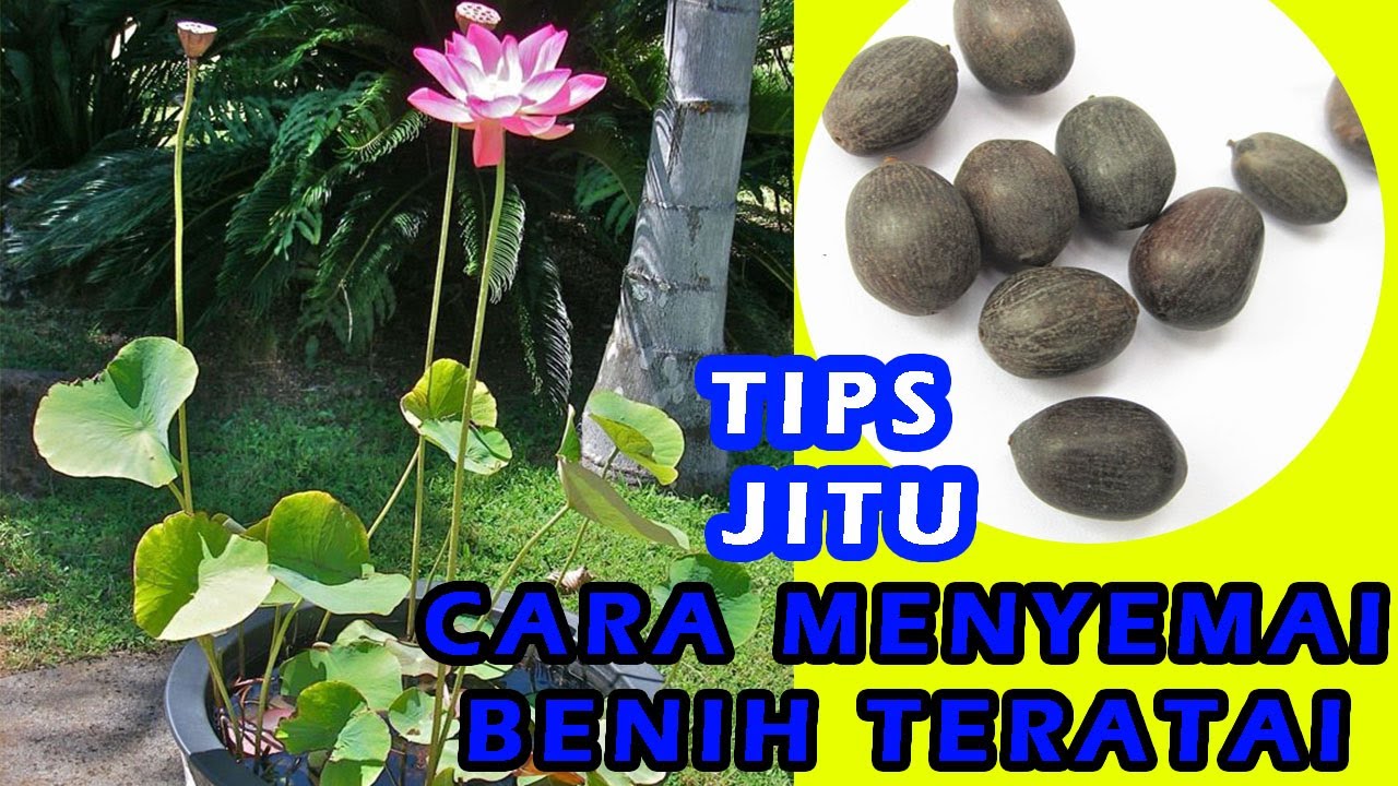 CARA MENYEMAI BENIH TERATAI - CARA MENANAM BIJI TERATAI / LOTUS - YouTube