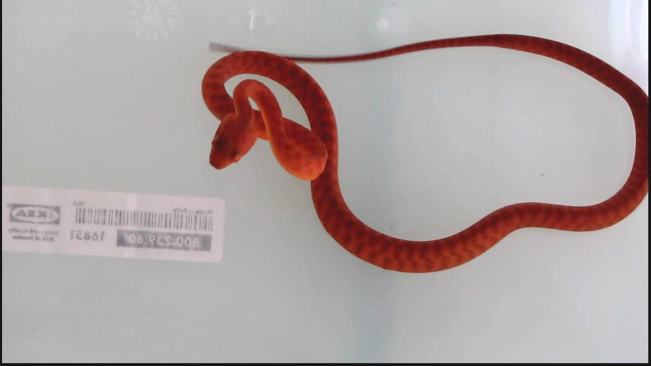 Eastern Brown Tree Snake Striking after Cyclone Yasi - YouTube