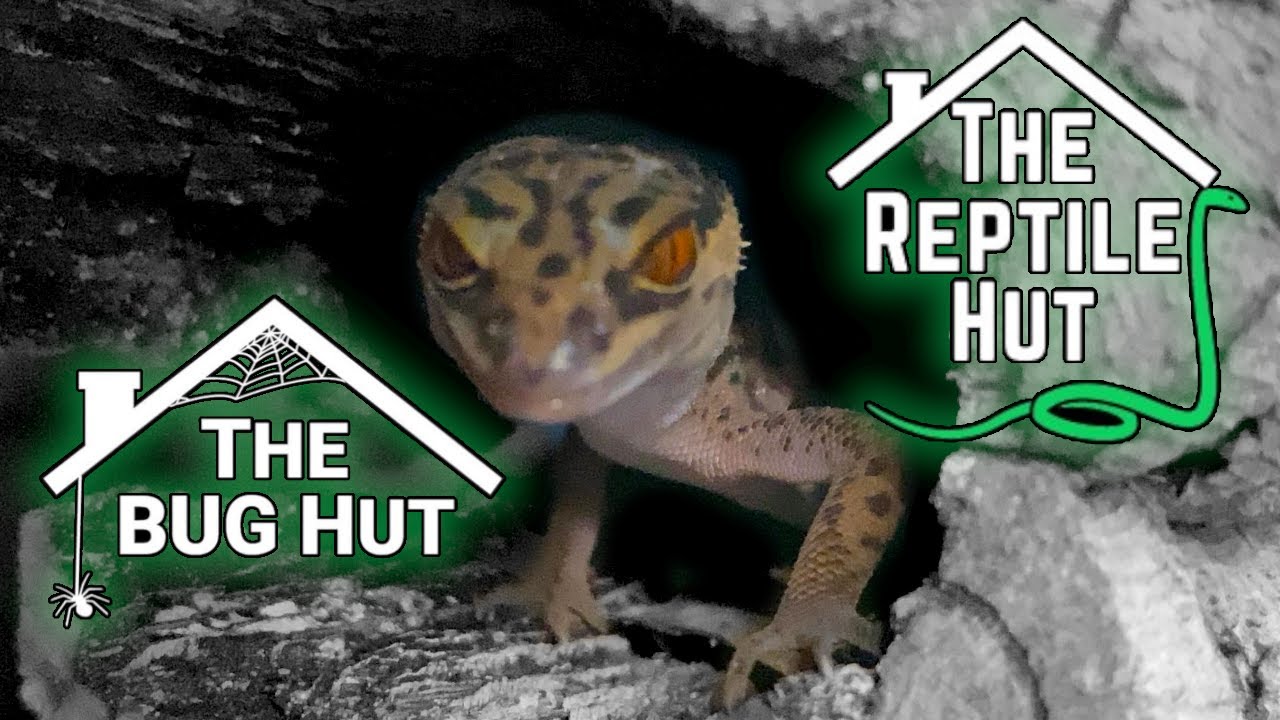 The Bug Hut and The Reptile Hut (Essex) - YouTube